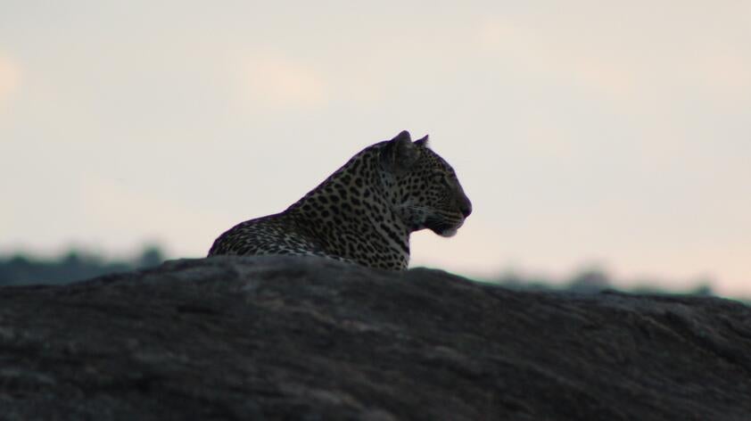 Leopard detection: Tracking the spots | San Diego Zoo Wildlife Alliance